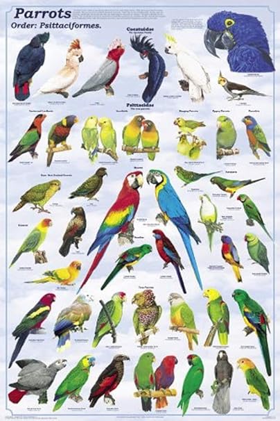 Laminated Parrots Educational Chart Poster Print 24X36 : Amazon.com.mx ...