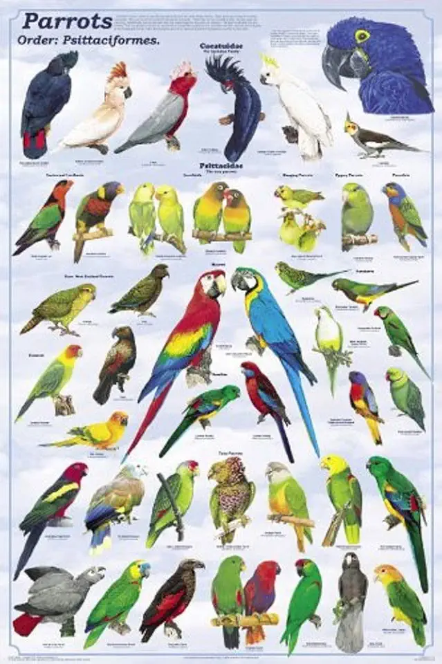 The Ultimate Guide To The Size Of Parrots: Everything You Need To Know ...