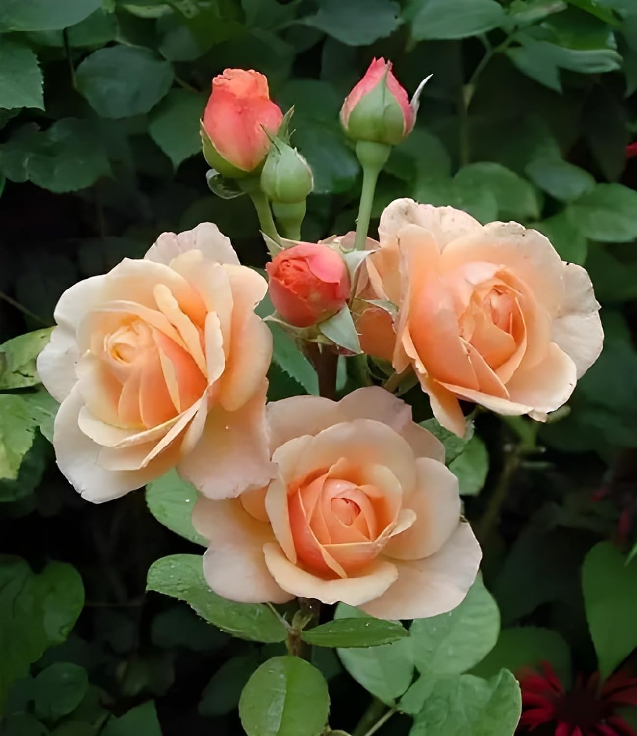 Golapkolony Grafted Peach Roses Best Color Flower Plant Climbing Rose ...