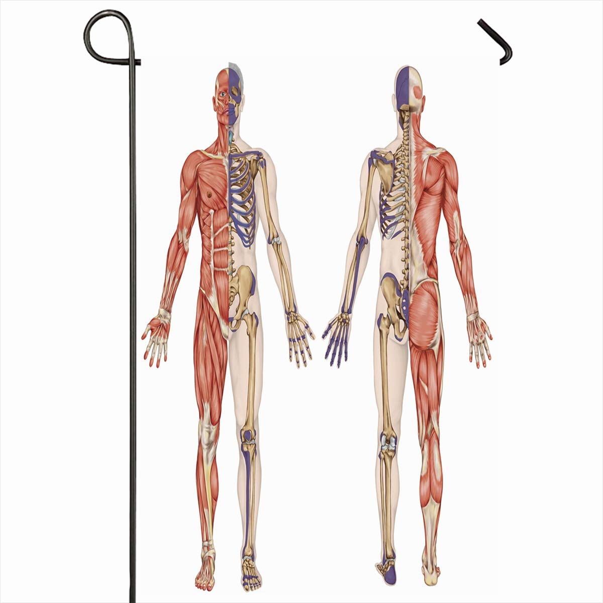 Buy Ahawoso Outdoor Garden s 12"x18" Inch Bony System Anatomical Body ...