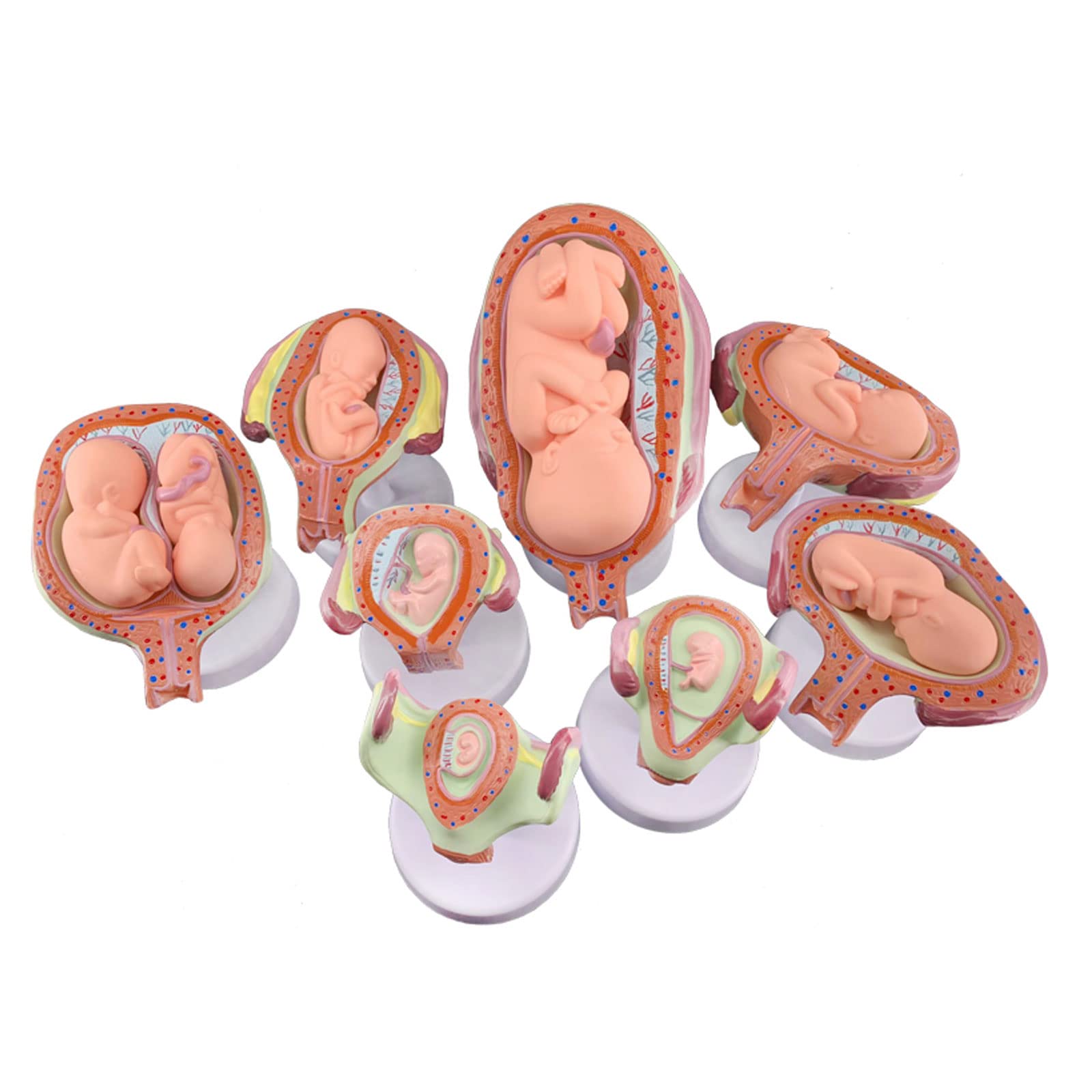 Buy Human Pregnancy Embryo Development Model Fetus Formation Process ...
