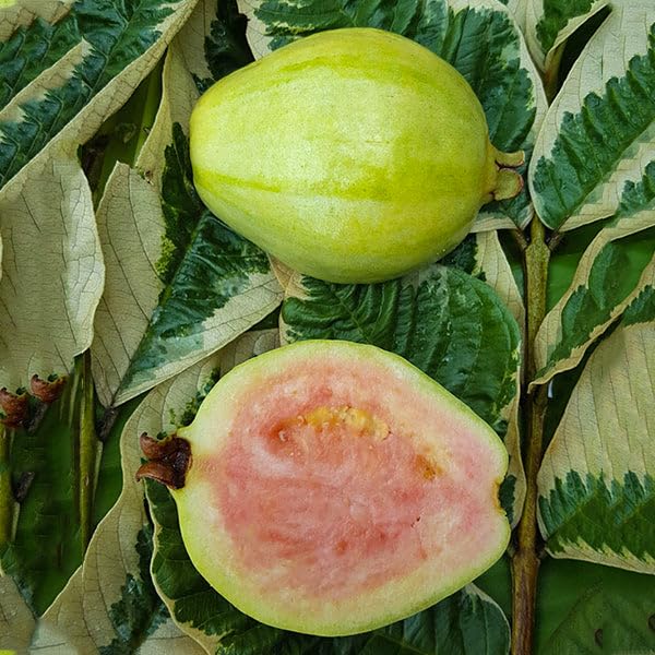 Guava | Amrud Plant Lalit Variety Hybrid Live Plant Grown From Cuttings ...
