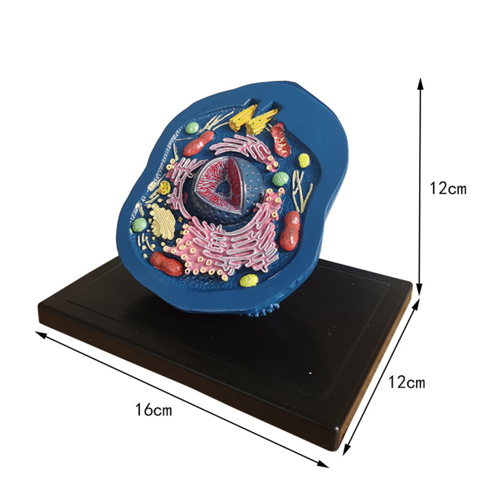 Mitochondries Animales