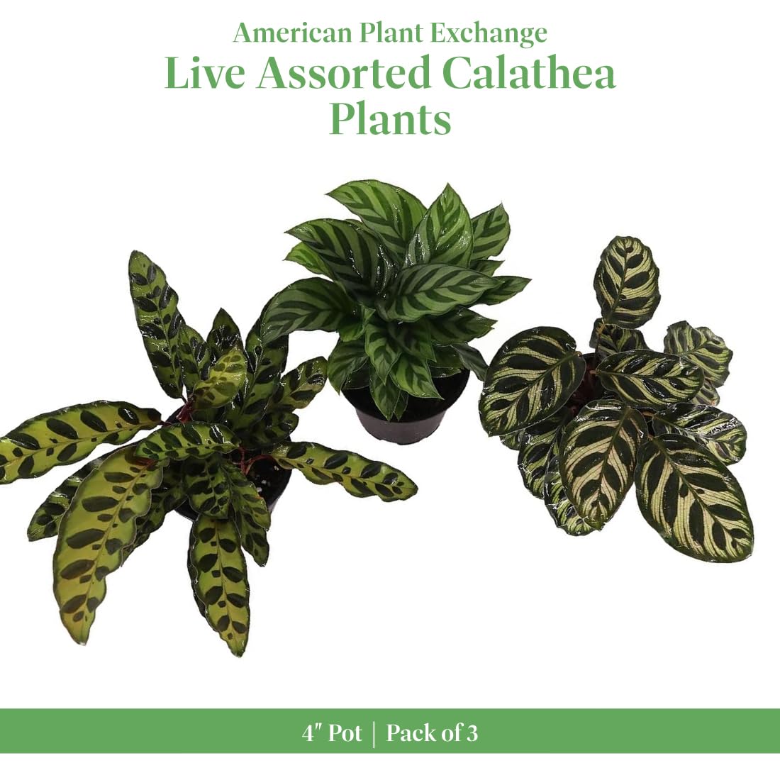 Calathea Plant Varieties
