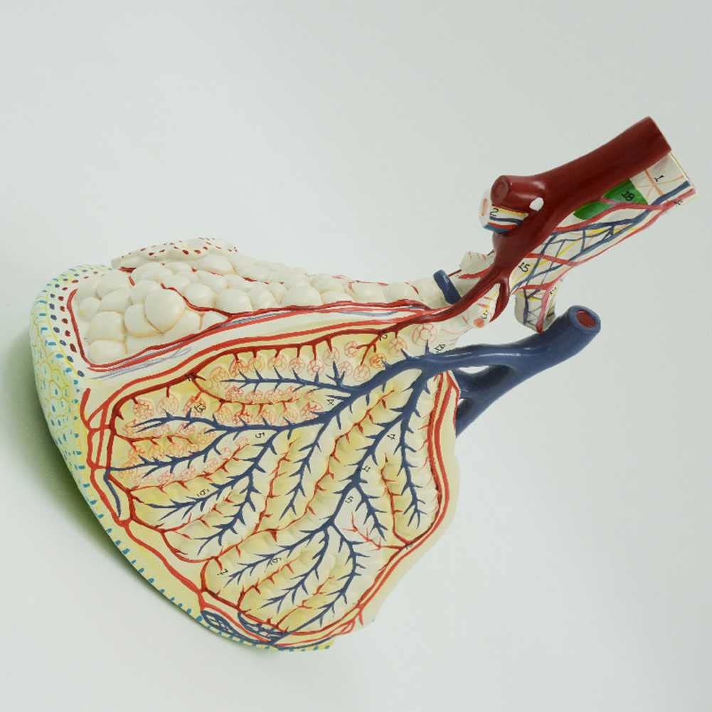 Lobi Anatomia Polmonare