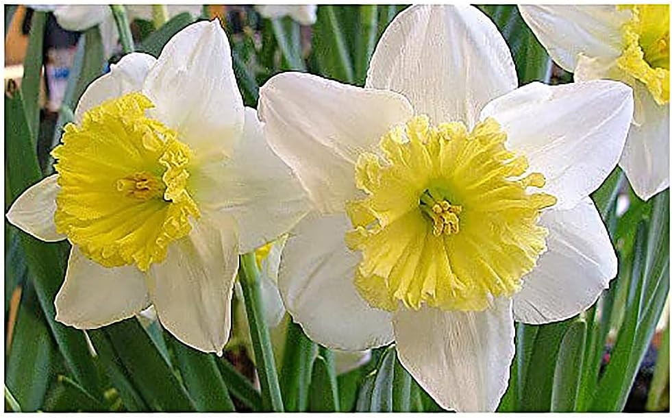 Amazon.com : 10 Ice Follies Narcissus Bulbs - Top Size Daffodil Bulbs ...