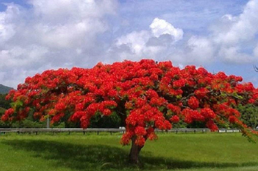 Buy Flamboyant Flame Tree, Delonix Regia, Royal Ponciana 20 Online at ...