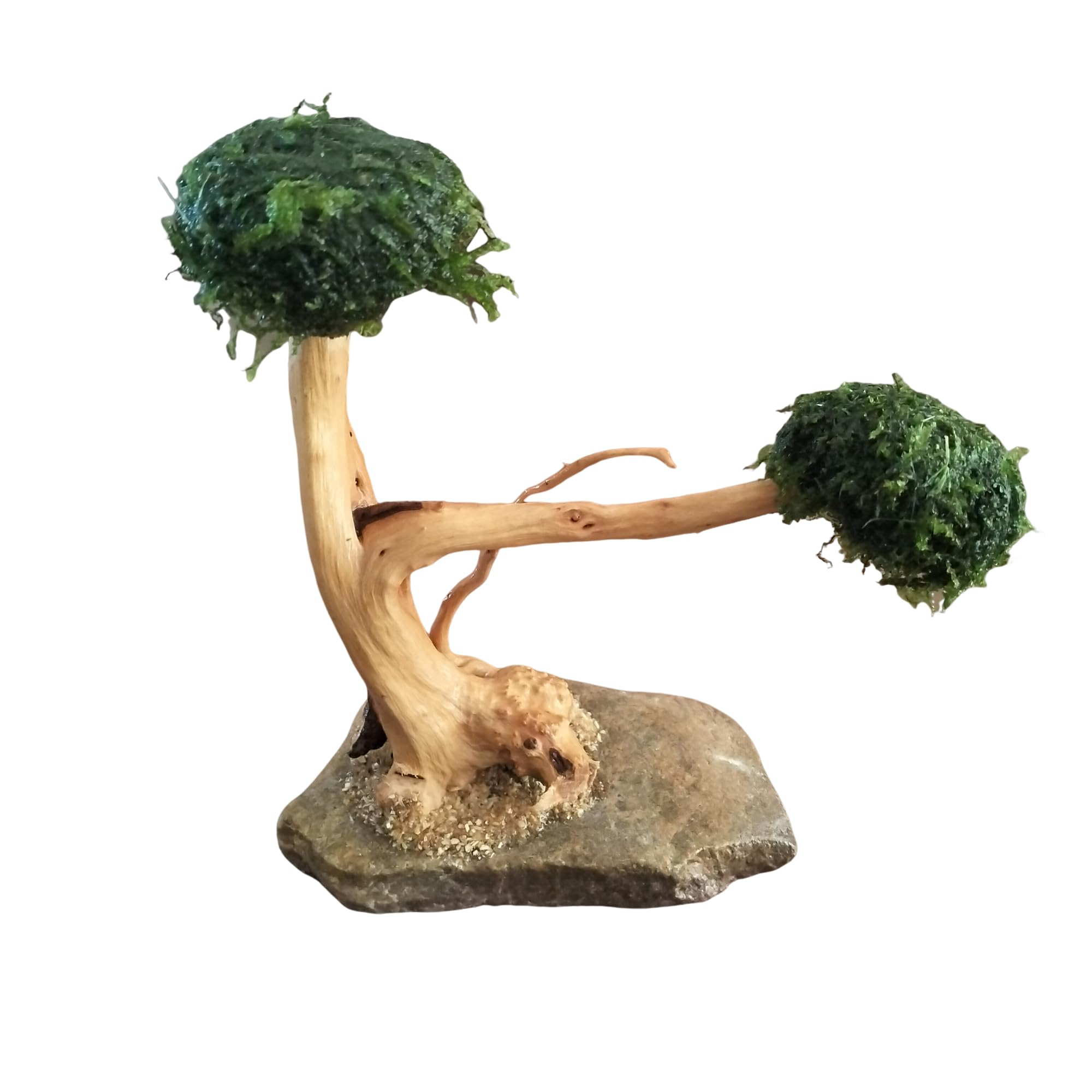 Amazon.com : AWXZOM Real Small Bonsai Aquarium Tree, 2 Heads 4-6inch ...