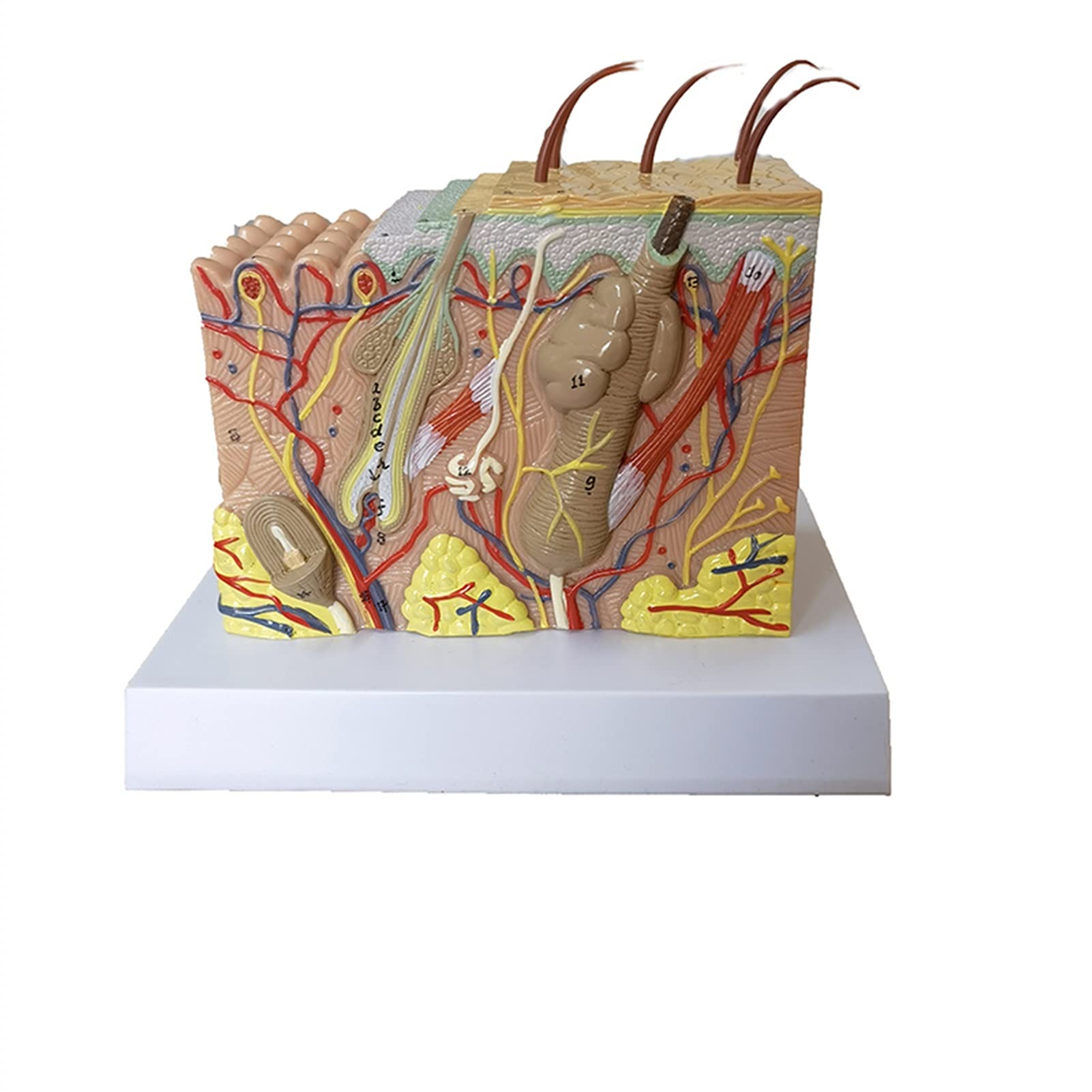 Cattfun Teaching Splies Skin Structure 35x Magnified Human Skin Model ...