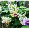 Amazon.com : 20+ Corkscrew Vine Flower Seeds for Planting Outdoors ...
