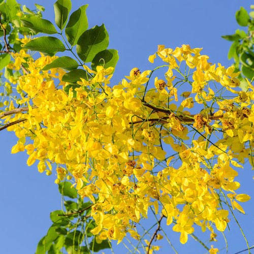 Rameshvar Enterprises | Live Amaltas/Indian Laburnum, Cassia Fistula ...