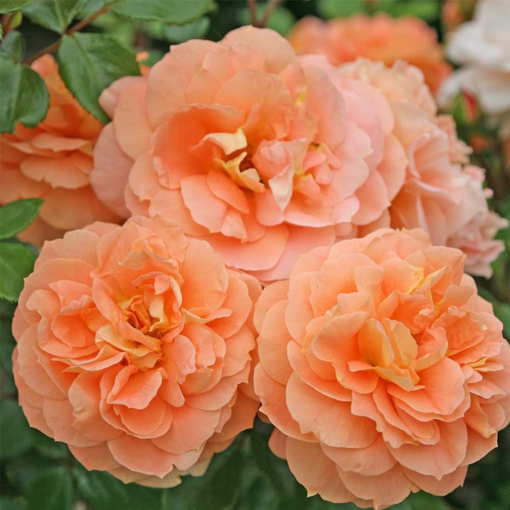 Amazon.com : Heirloom Roses Rose Plant - Tatin Orange Rose Bush ...