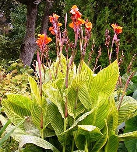 Live Variegated Canna Lily Plant/Yellow Leaves With Orange Flower Plant ...