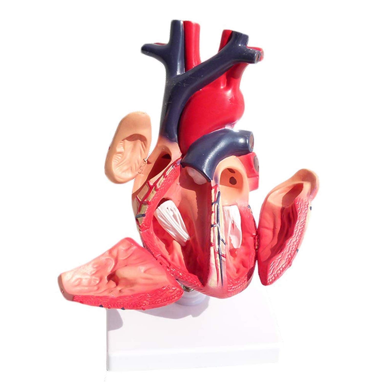 Buy AMZOPDGS Study Model Anatomical Heart Model - Visceral Anatomy B ...