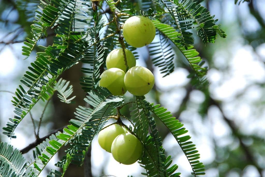 Amazon.com : 200 Phyllanthus Emblica Fruit Seeds | Gooseberry Amla Tree ...