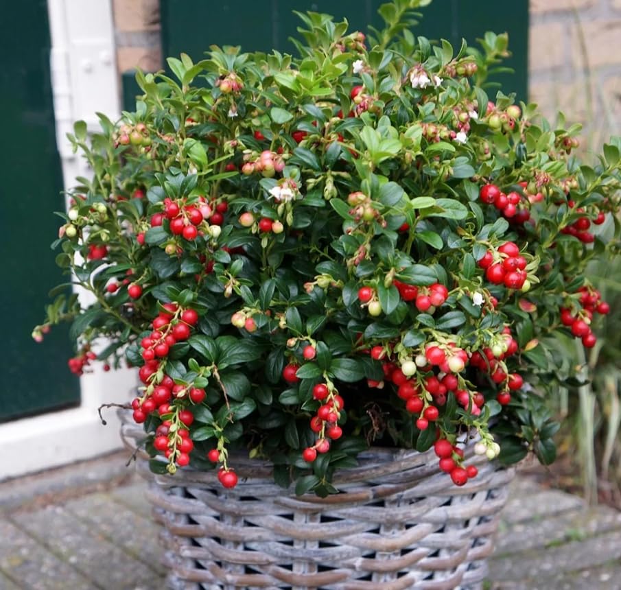 Amazon.com : 2 Live Lingonberry Plants Red Lingonberries Plants ...