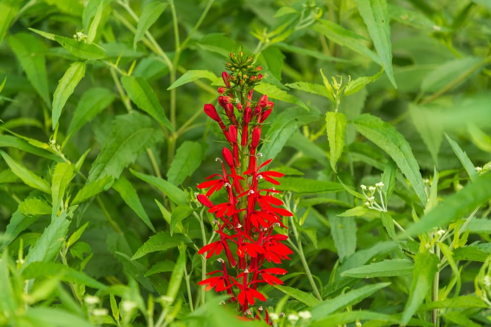 Amazon.com : Cardinal Flower Plants for Growing, Not Seeds, Healthy ...