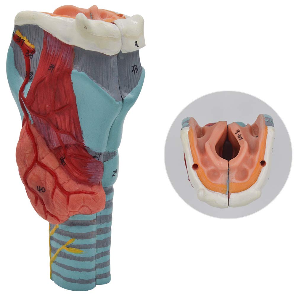 Buy Medical Throat Model Anatomy Skeleton, Magnified Human Larynx ...