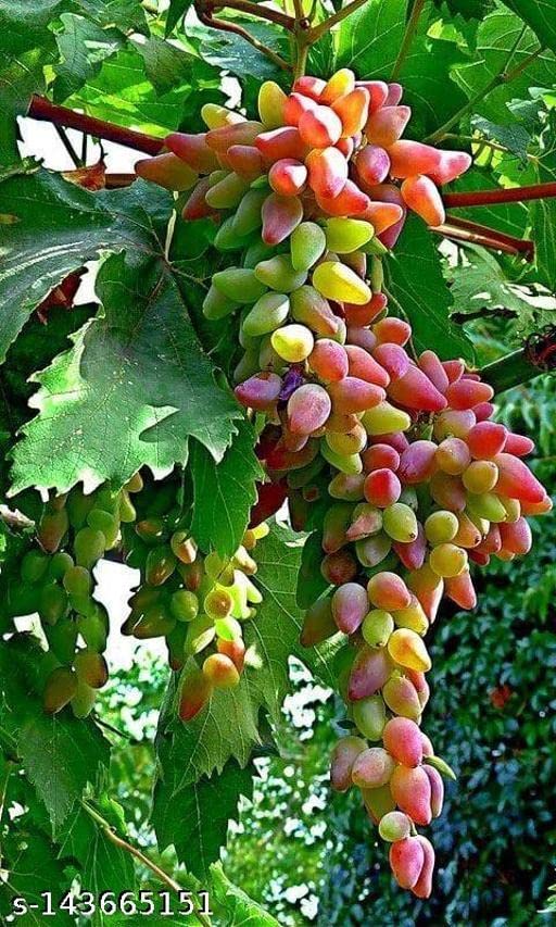 Sarika Nursery Grapes Plant/Hybrid GraftedFruit & Fruit Trees : Amazon ...