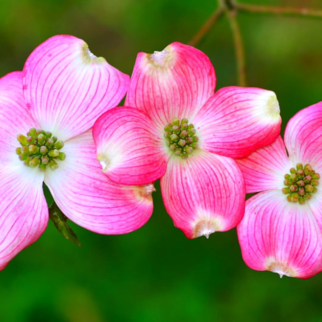 Amazon.com : Set 3 Dogwood Trees Live Plants, Pink Dogwood Trees for ...