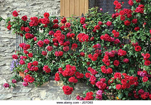 Arlo Gardens Rare Grafted Dark Red Climbing Rose …1 Healthy Live Plant ...