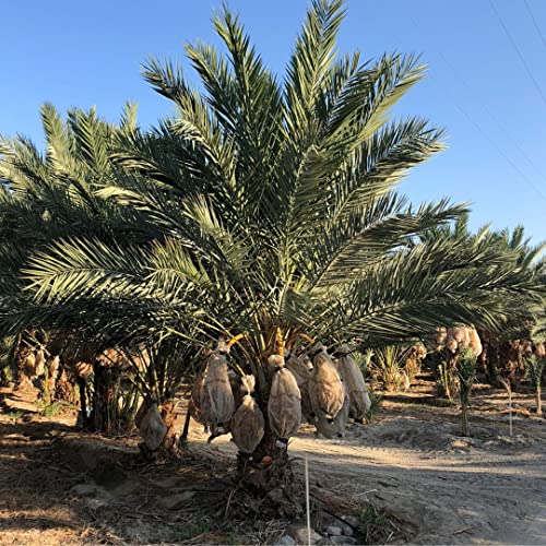 Barhi dates tree - How to grow & care