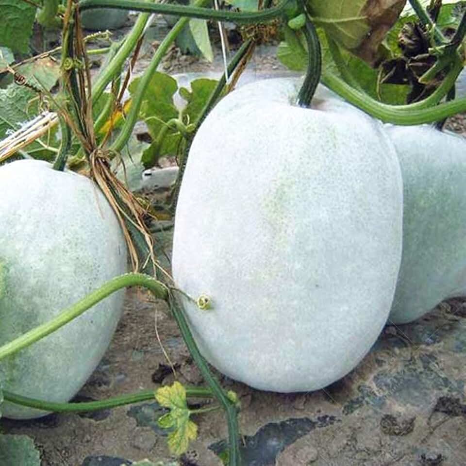 Amazon.in: White Petha Vegetable