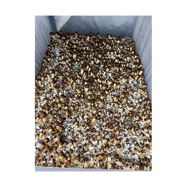 SeedsUP - 100+ Porcini Mushrooms Boletus Mycelium Spawn Spores ...