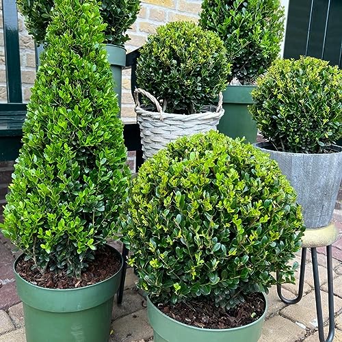 Buchsbaum Balkon – Die 15 besten Produkte im Vergleich - Hausbauberater ...