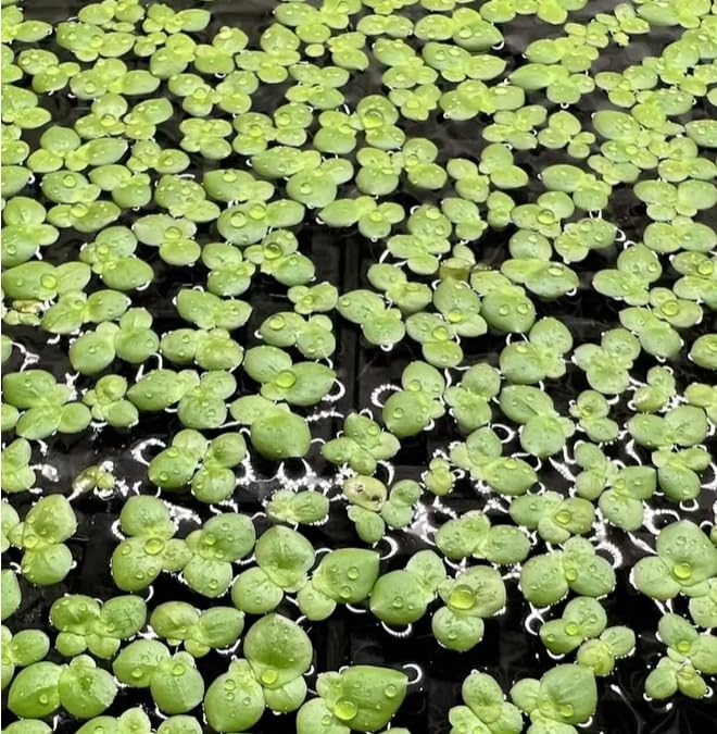 Amazon Best Sellers: Best Live Aquarium Plants