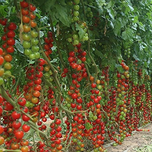 Tomato Tumbling Tom Red Garden Plant Half-Hardy Annual Garden Plants ...
