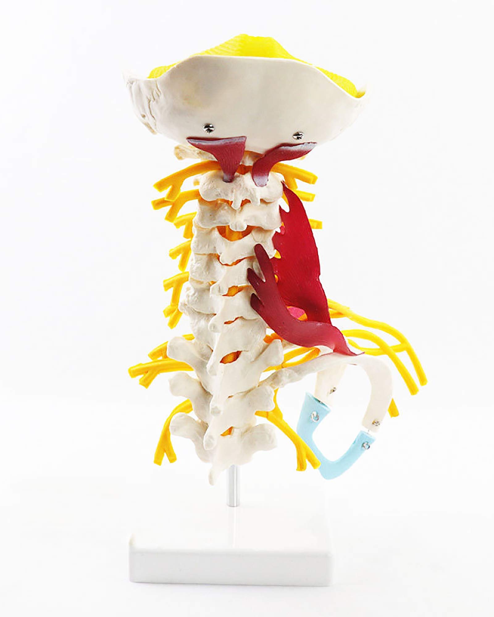 Buy 1: 1Human Cervical Spine Model PVC Brachial Plexus Neuromuscular ...