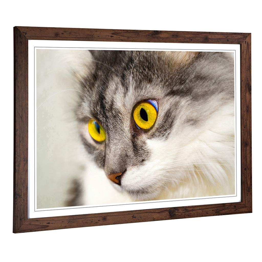 Big Cat Eye Diagram Cat Eyes BLUE In Daylight BIG Patch/Badge