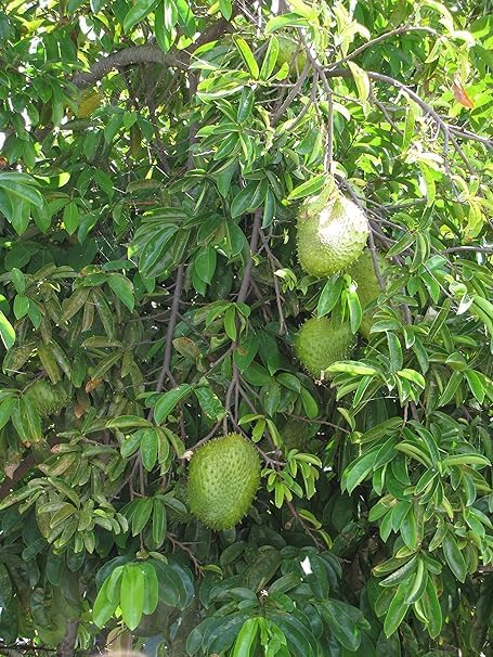 GOLDEN GLOW Laxman Phal Plant Soursop Annona Muricata Plant : Amazon.in ...