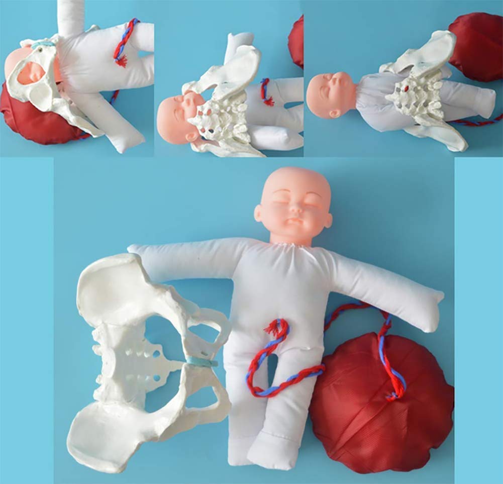 Buy GHDE&MD Life Size Female Pelvic Model, Birth Demonstration Set ...