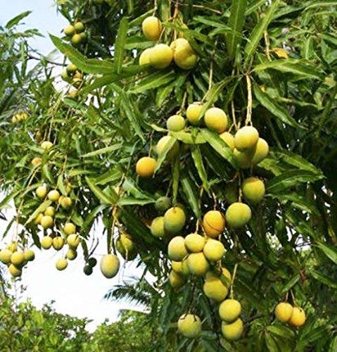 APNE BAZAAR™ Mango/Aam Kosseri Grafted Plant - Kossery Mango 1 Healthy ...