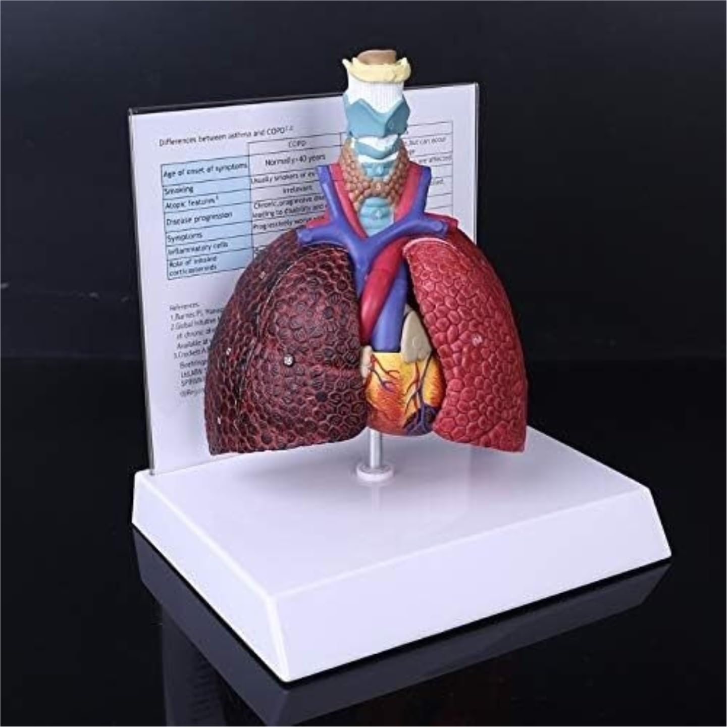 Modello Di Anatomia Respiratoria