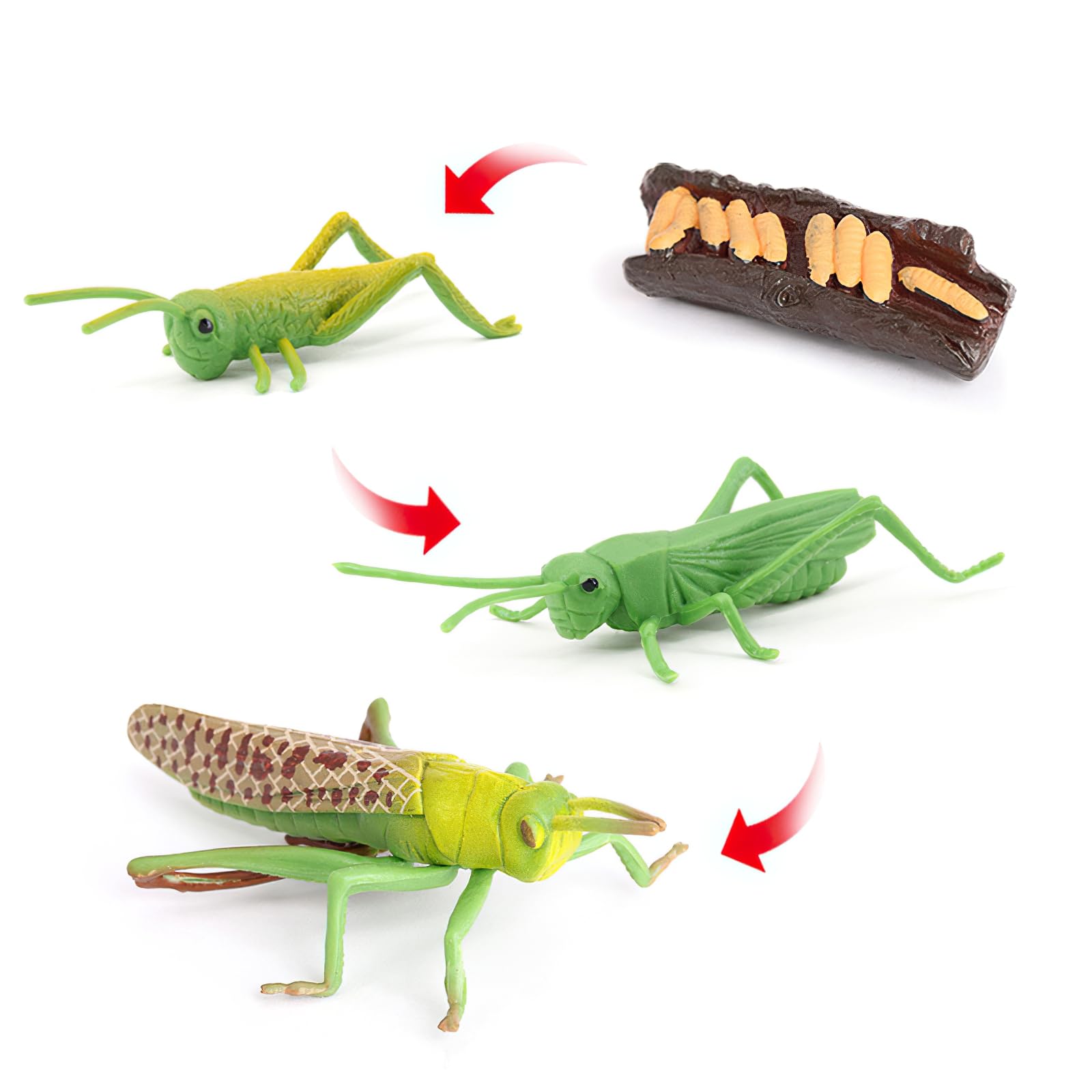 Snapklik.com : MIKNEKE Montessori Life Cycle Animal Insect Figurines ...
