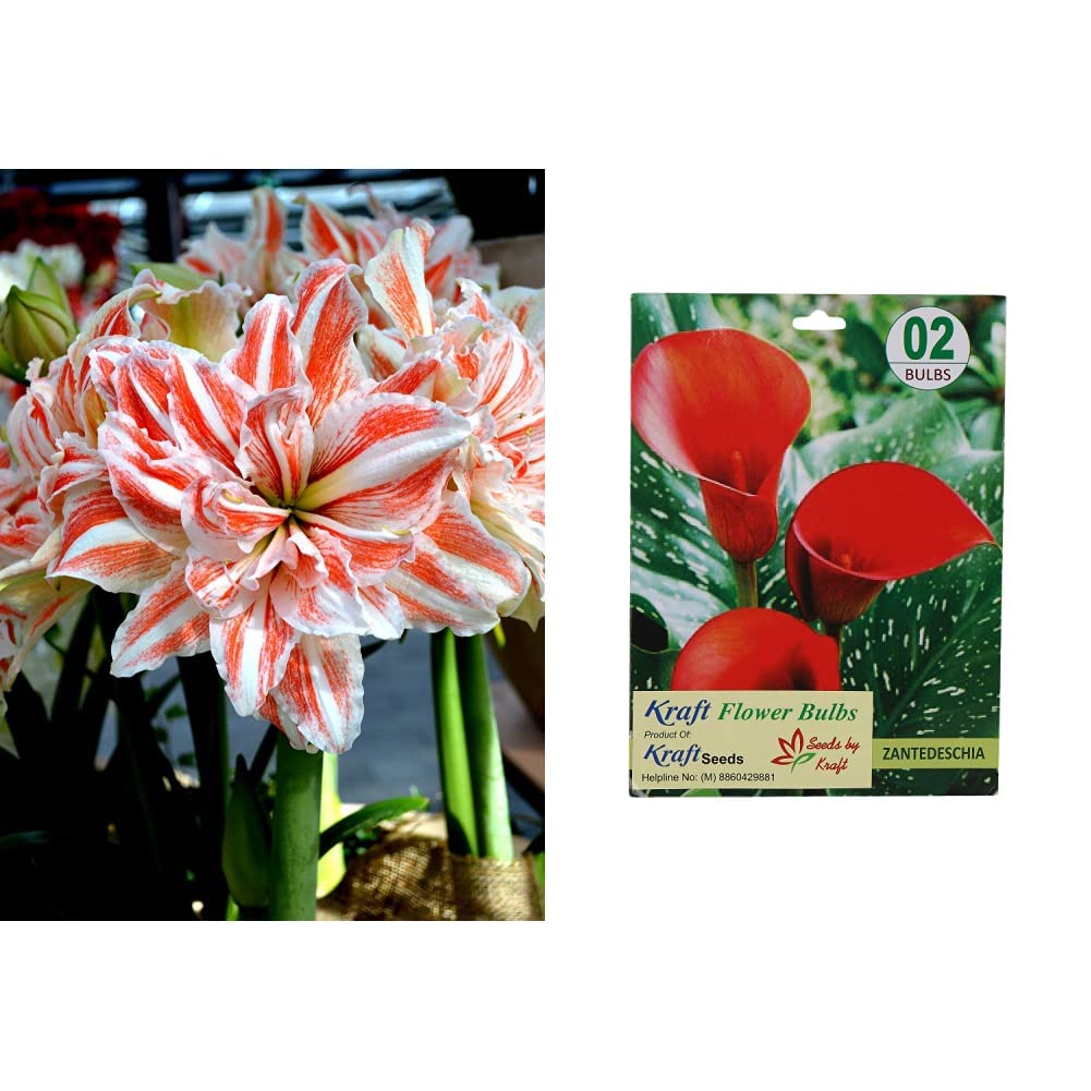 Kraft Seeds Amaryllis Lily Lilly Double Mix Rare Double Colour ...