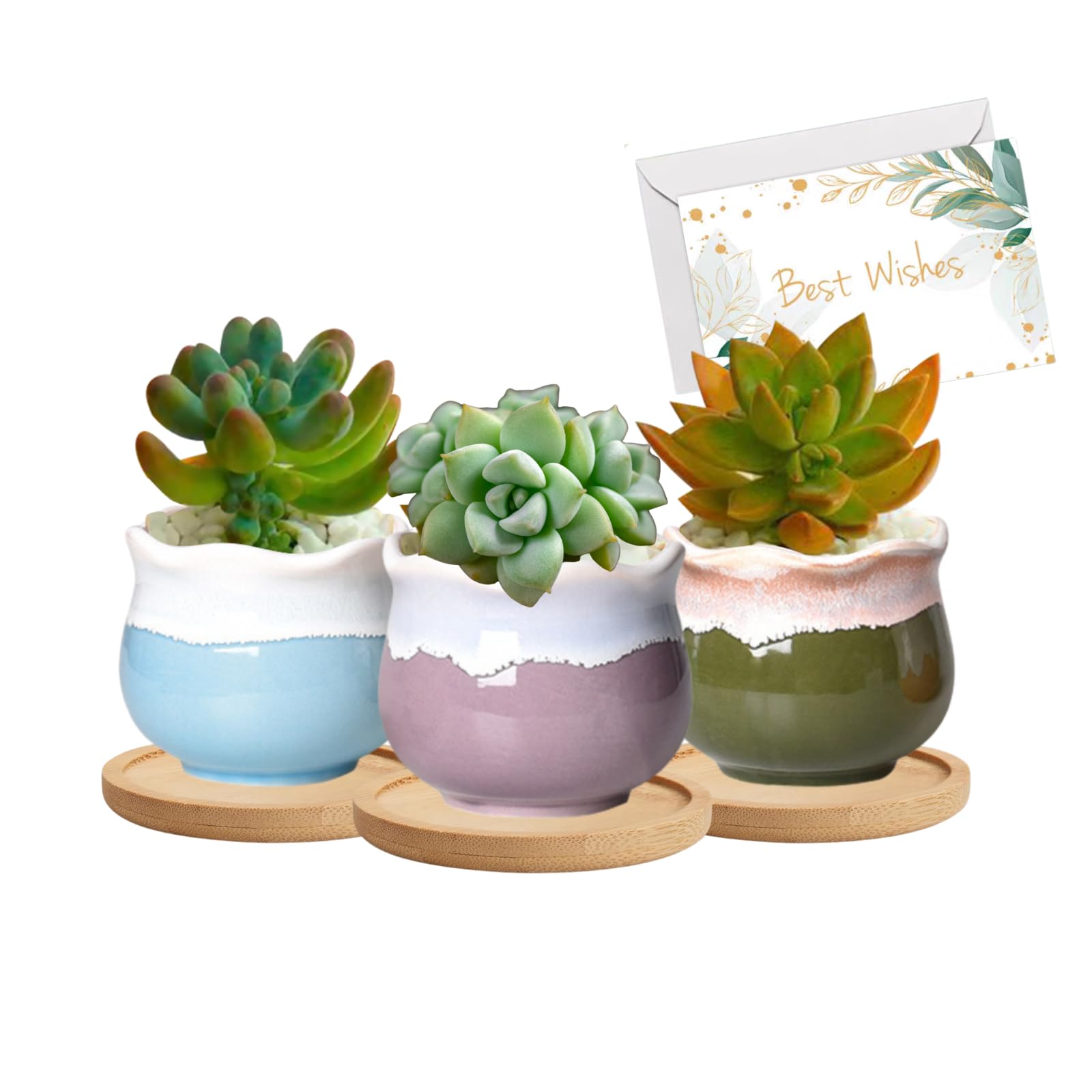 Amazon.com: Thorkok 3 Inch Small Succulent Pots 3-Pack Cute Mini ...