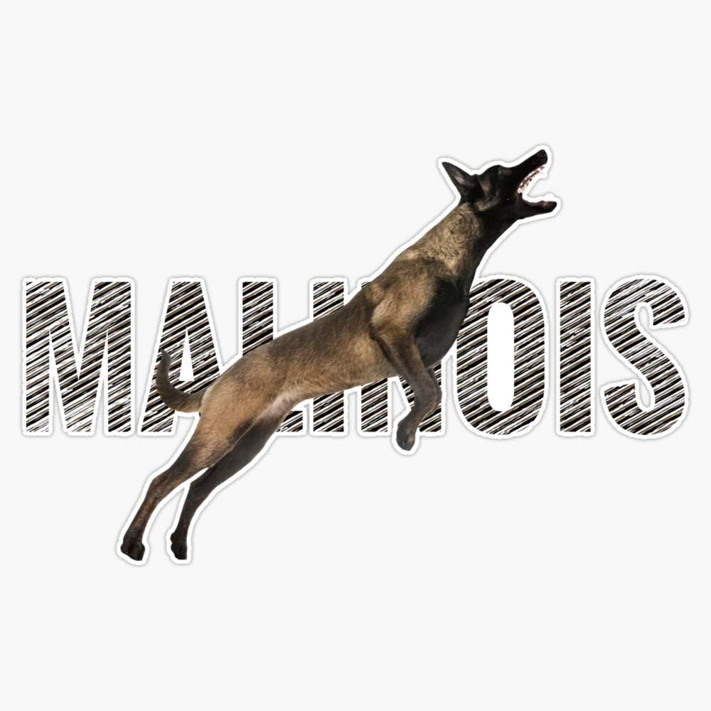 Amazon.com: Malinois Mom ~ Belgian Malinois Vinyl Window Auto Decal ...