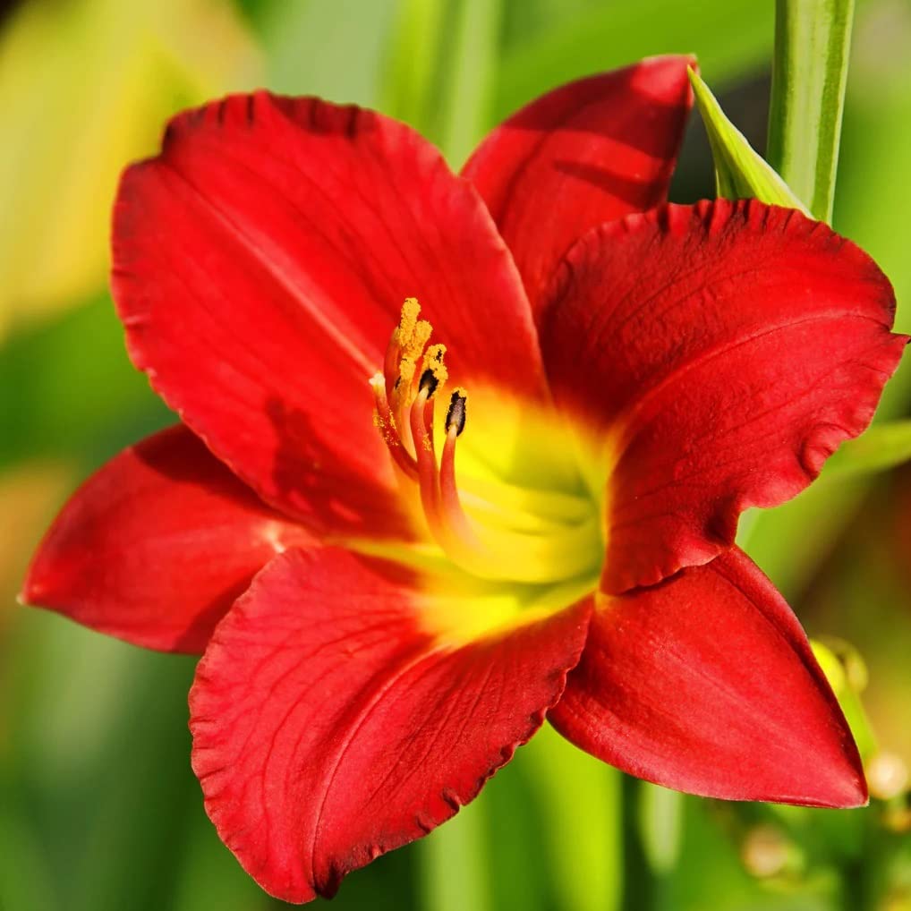 Amazon.com : Votaniki Pardon Me Daylily Bulbs - Perennial, Reblooming ...