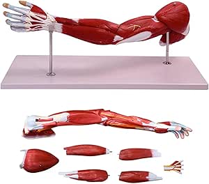 Human Upper Limb Muscle Model - Medical Anatomical Teaching Upper Limb ...