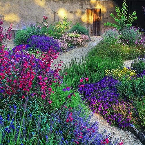 Mix of Twelve Cottage Garden Ready Hardy Alpines & Perennials Flowering ...
