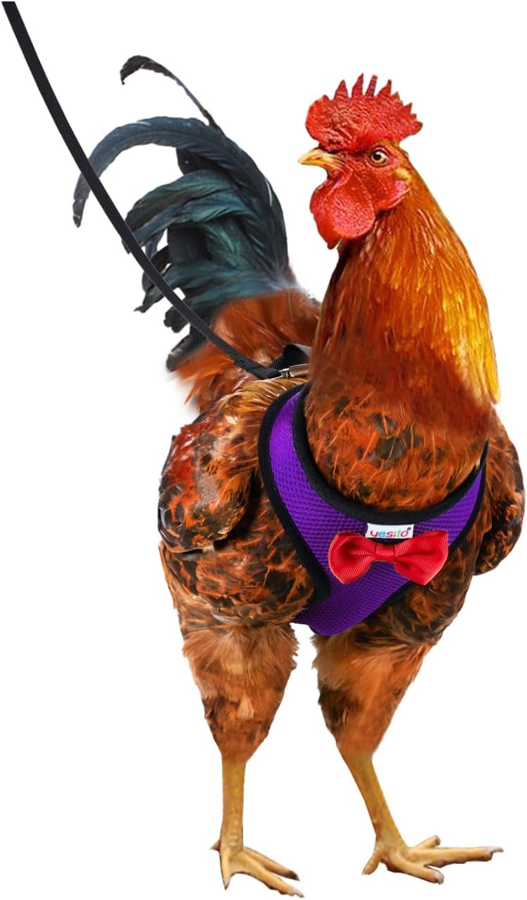 Amazon.com: Yesito Chicken Harness Hen Size with 6ft Matching Leash ...