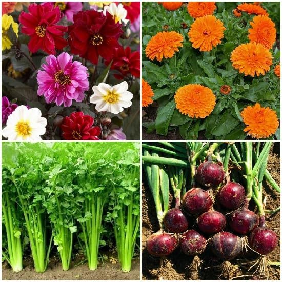 SimXotic Seeds Combo of Dahlia Single Petal Flowers, Onion Red ...