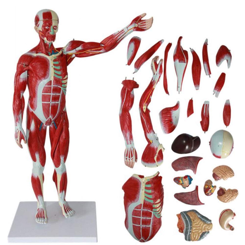 Buy Human Muscle Figure, Muscular System Model with Superficial Muscle ...