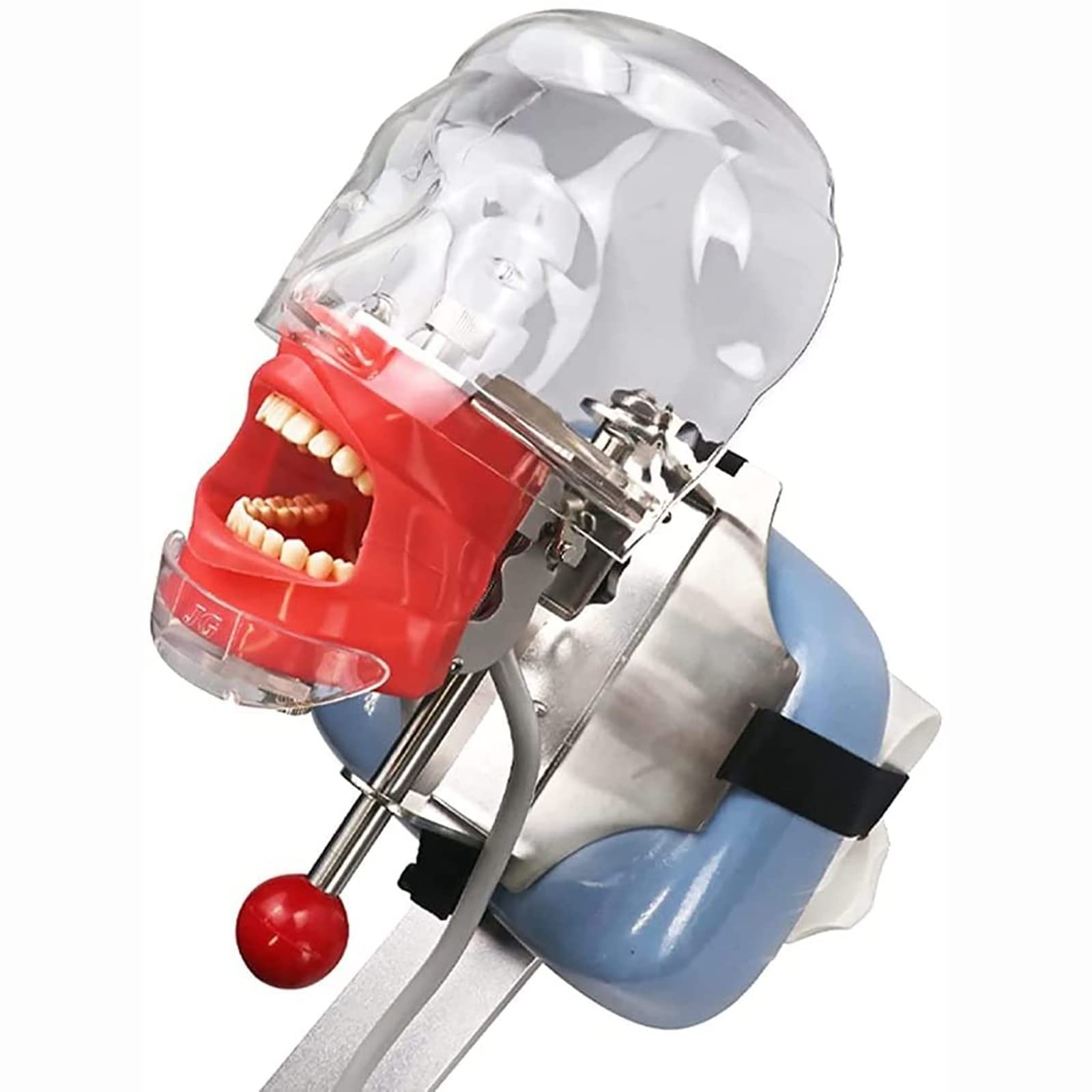 Purfwog Dental Phantom Head Model Oral Teaching Model Dental Simulator ...