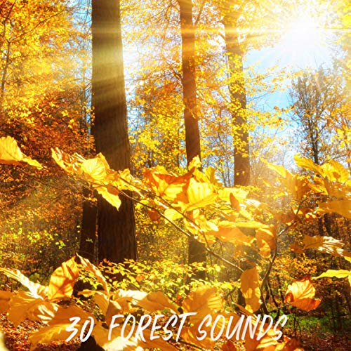 Play 30 Forest Sounds by Forest Sounds on Amazon Music