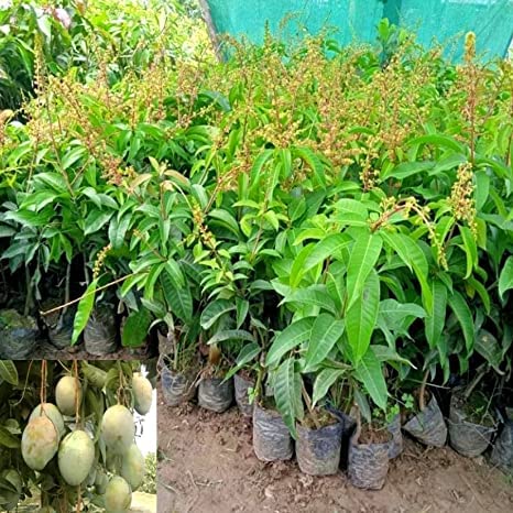 GreenCaart All Time mango plant Bramasi Thailand mango plant Grafted ...